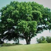 American Elm For Sale, Mulch Masters Jacksonville FL