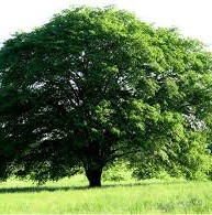 American Elm For Sale, Mulch Masters Jacksonville FL